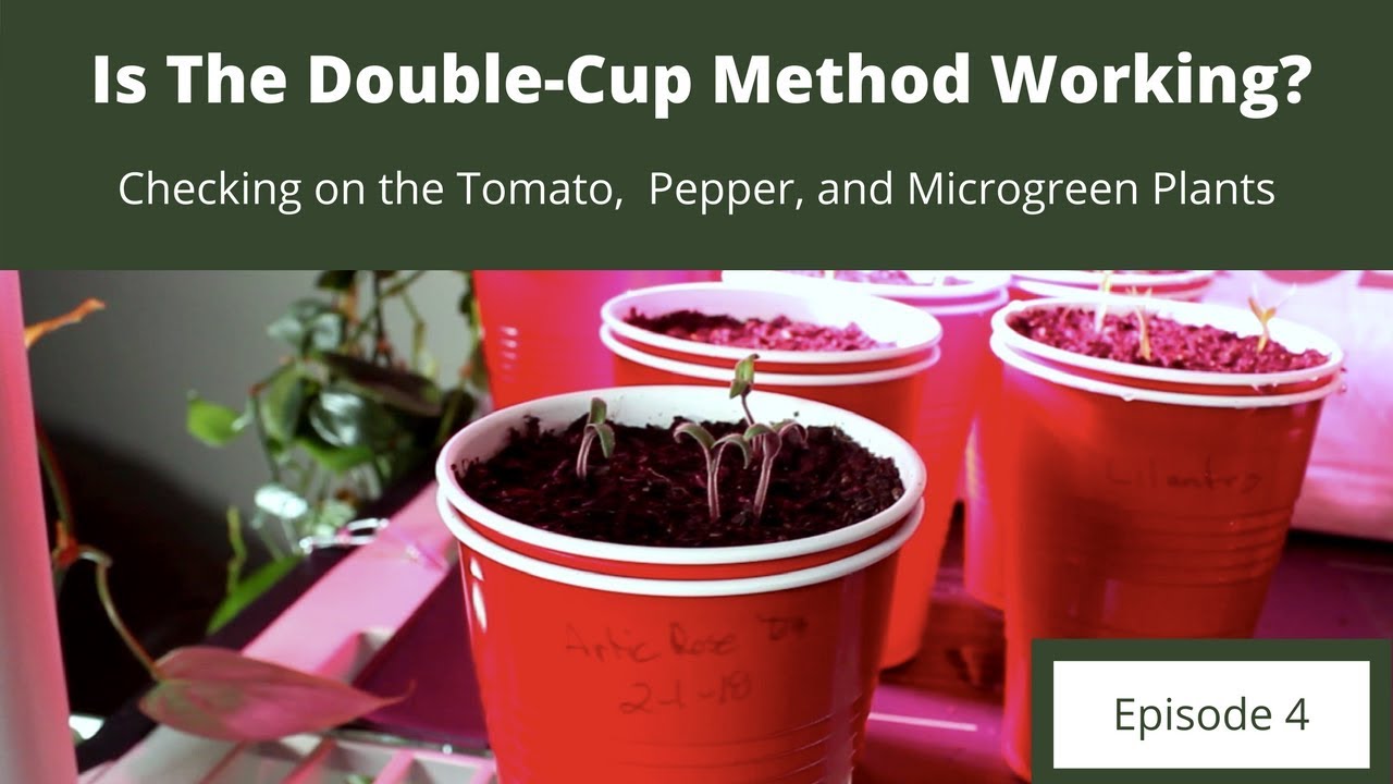 Is the Double-cup Method Working with the Tomato & Pepper Plants? - YouTube