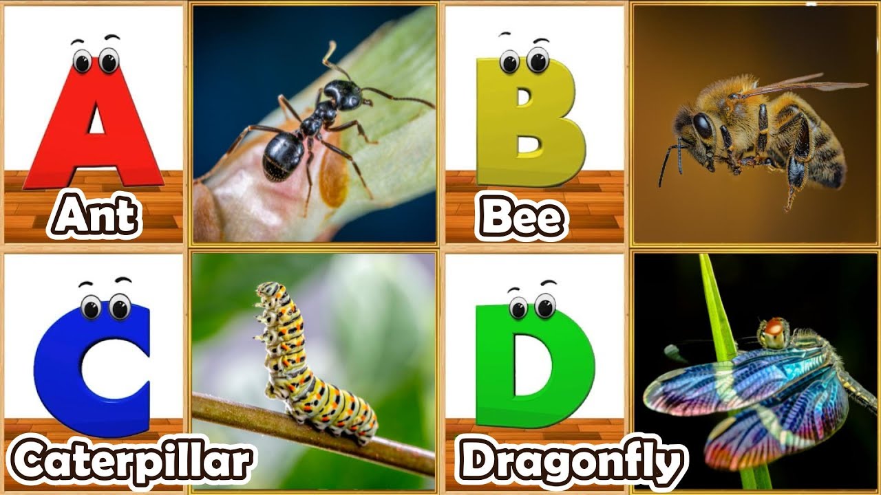 Abc Insect Song | A to Z Insects Song | Insects Alphabet song | Phonics ...