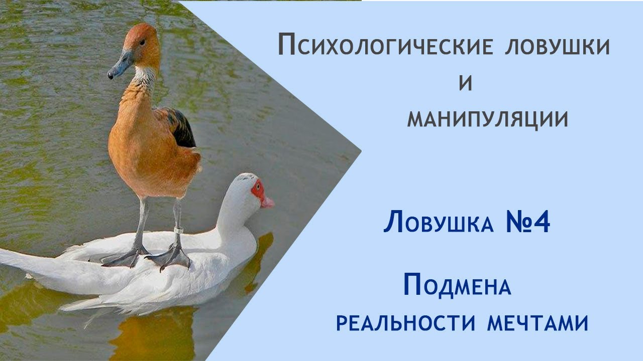 Психологическая ловушка №4 Подмена реальности мечтами Youtube