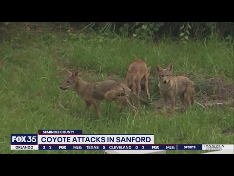 Sanford woman upset after she believes coyotes killed cat