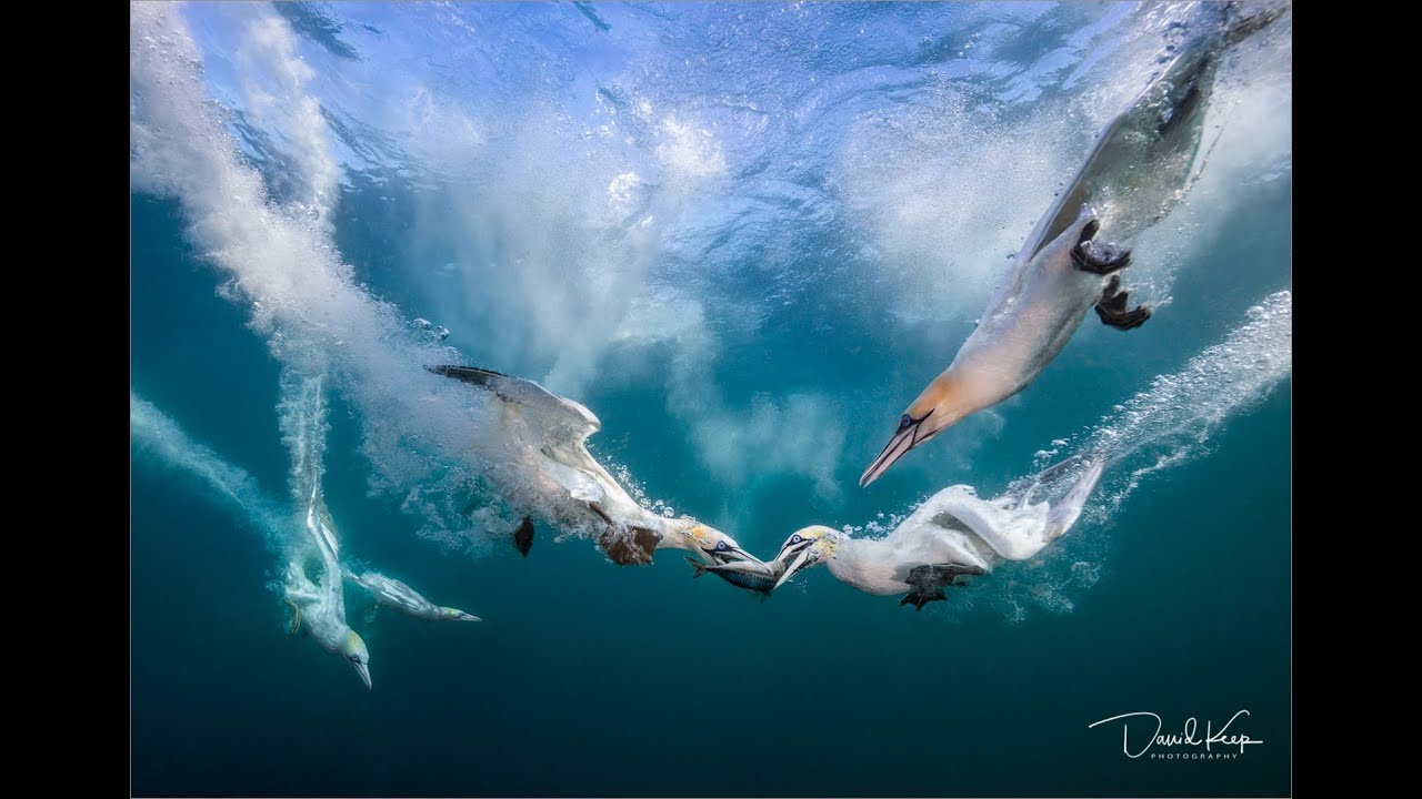 Photographing Diving Gannets - YouTube