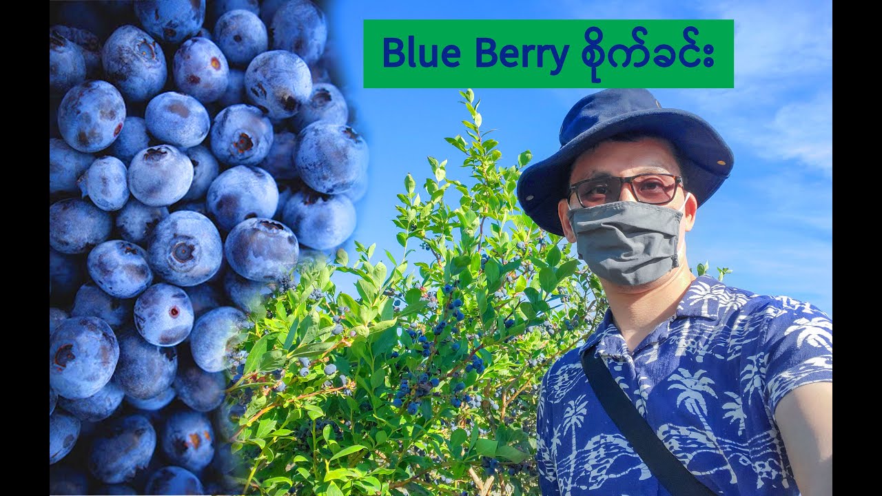 Blue Berry Farm at Richmond BC - YouTube