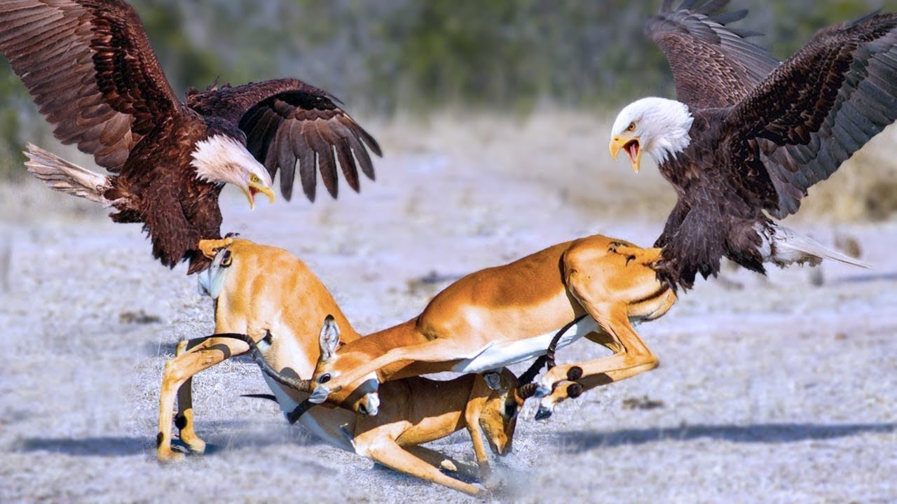 What You Need to Know About the Eagle! Eagle Documentary Video - YouTube