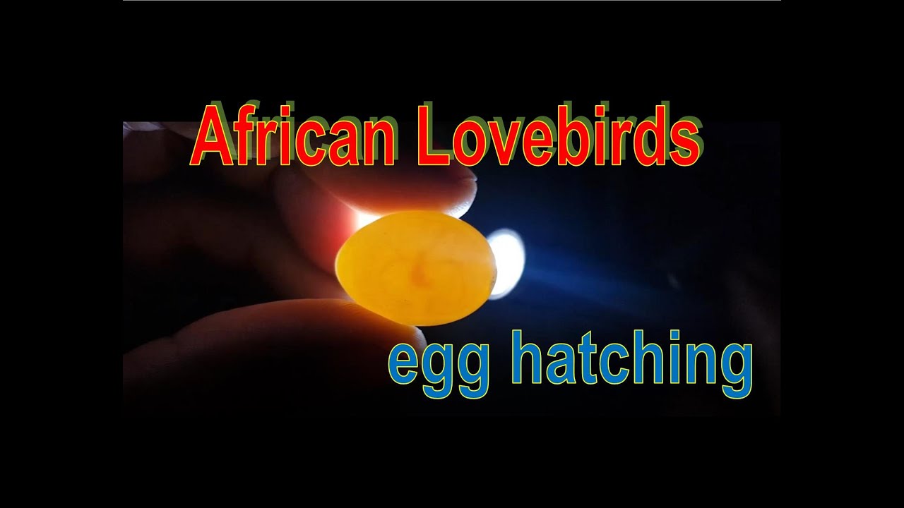 PAANO I-HATCH ANG EGG NG AFRICAN LOVEBIRD GAMIT ANG IMPROVISED NA ...