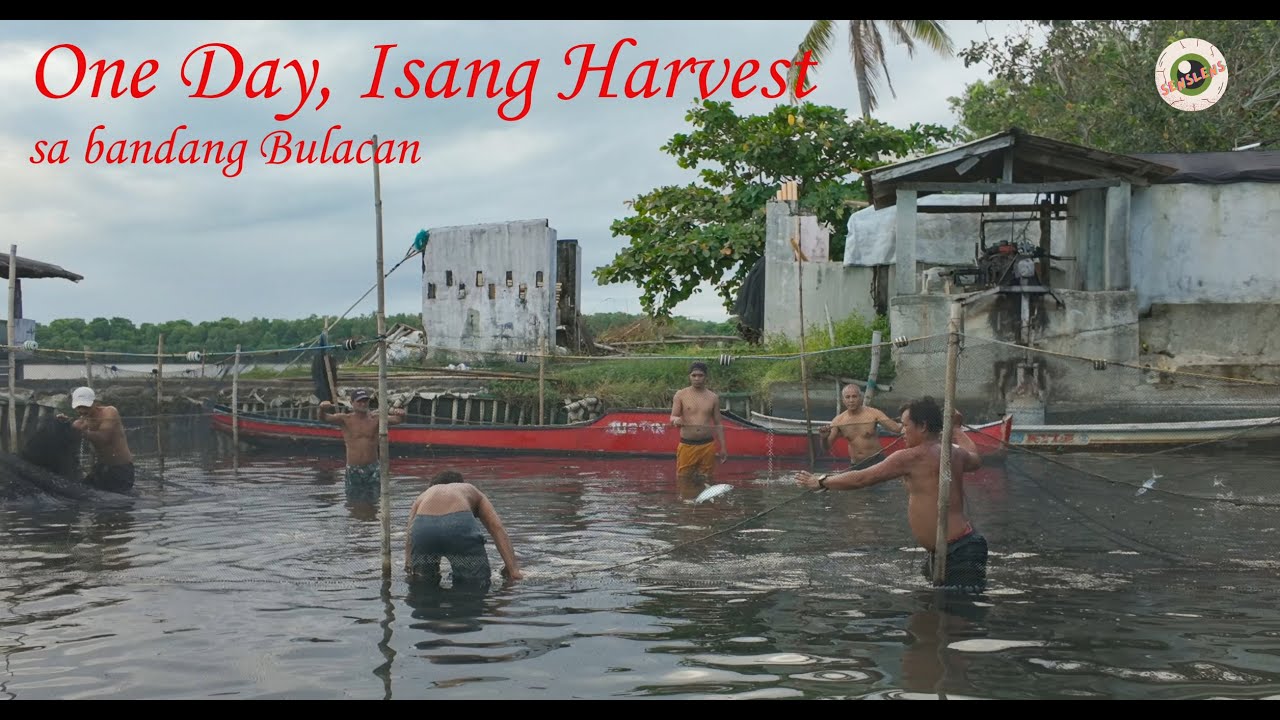 One Day, Isang Harvest sa Fishpond. Sa bandang Bulacan. - YouTube