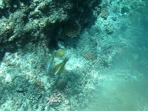 Big Fin Reef Squid in Taveuni, Fiji while snorkeling with Oceanic ...