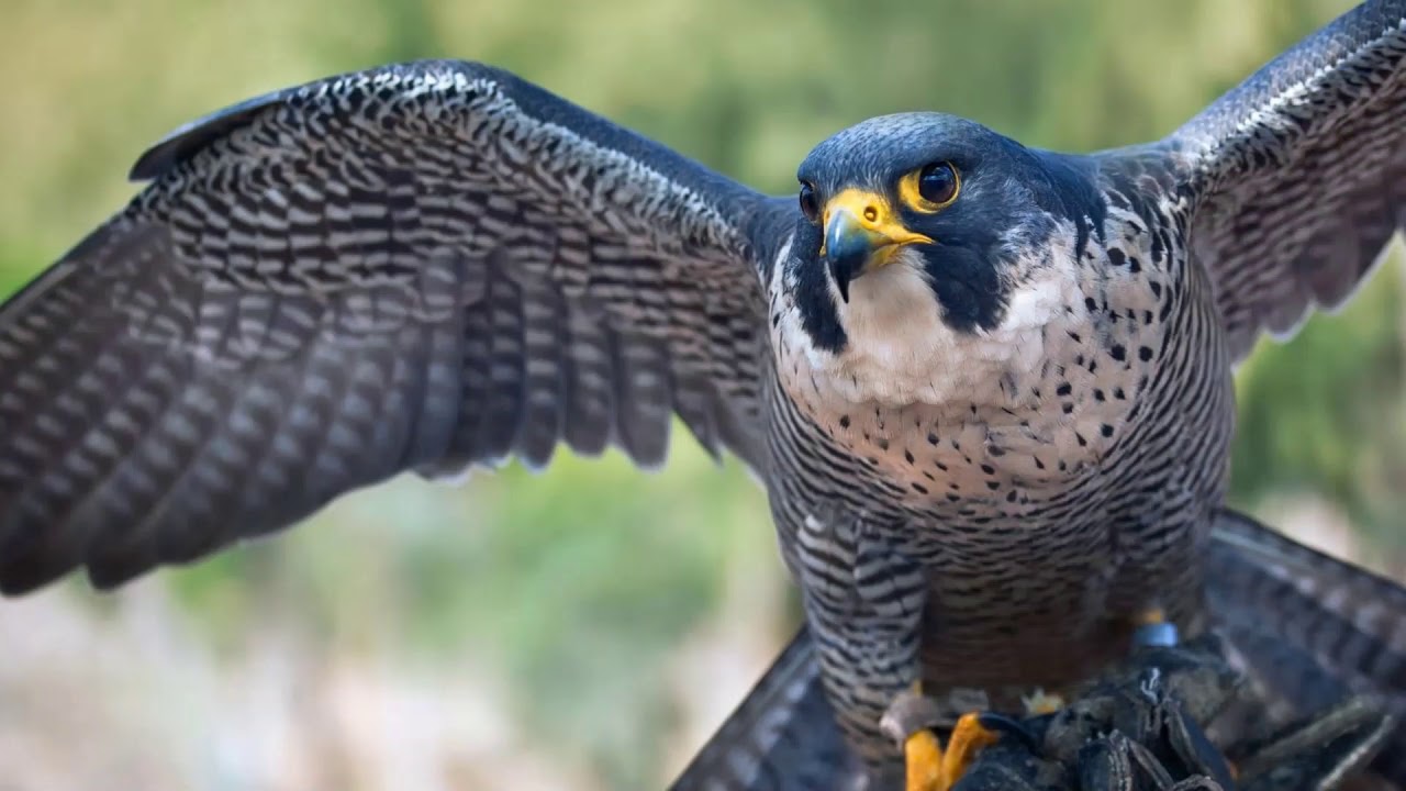 VANESA HUDOROVICH y los HALCONES SOLARES - YouTube