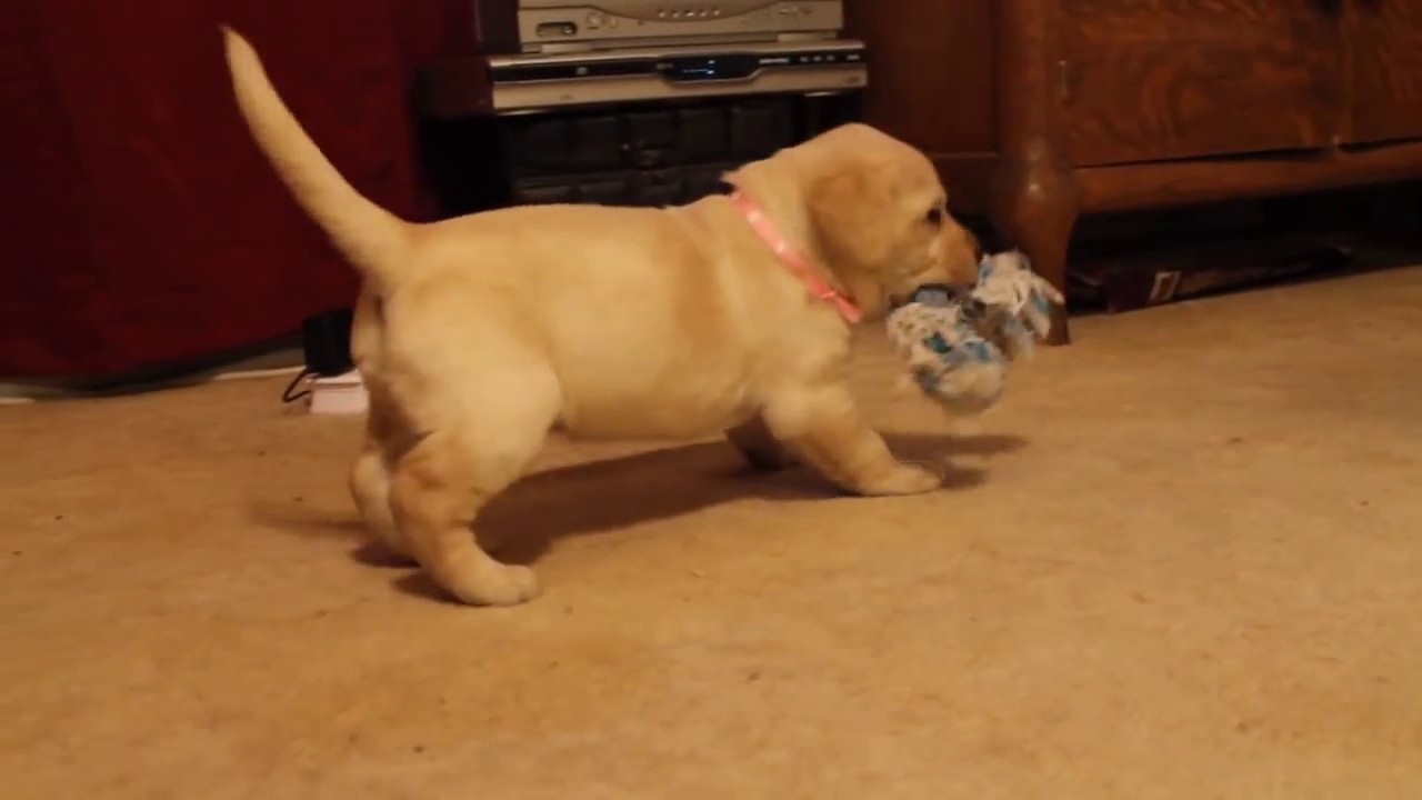 Yellow Lab Puppies - Buc~A~Buc Farm - YouTube