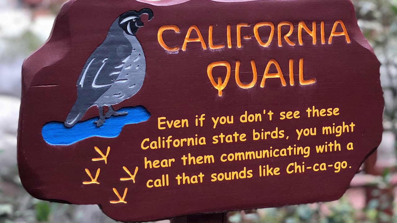 California Quail Call - YouTube