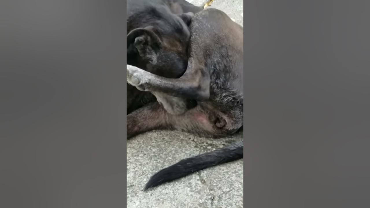 Female Dog Licking Herself YouTube female-dog-licking-herself-youtube