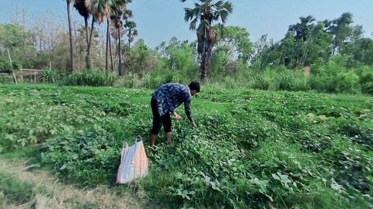 Enjoy in my field// kheat me masti krte hue apne bhai ke sath!#vlogs # ...