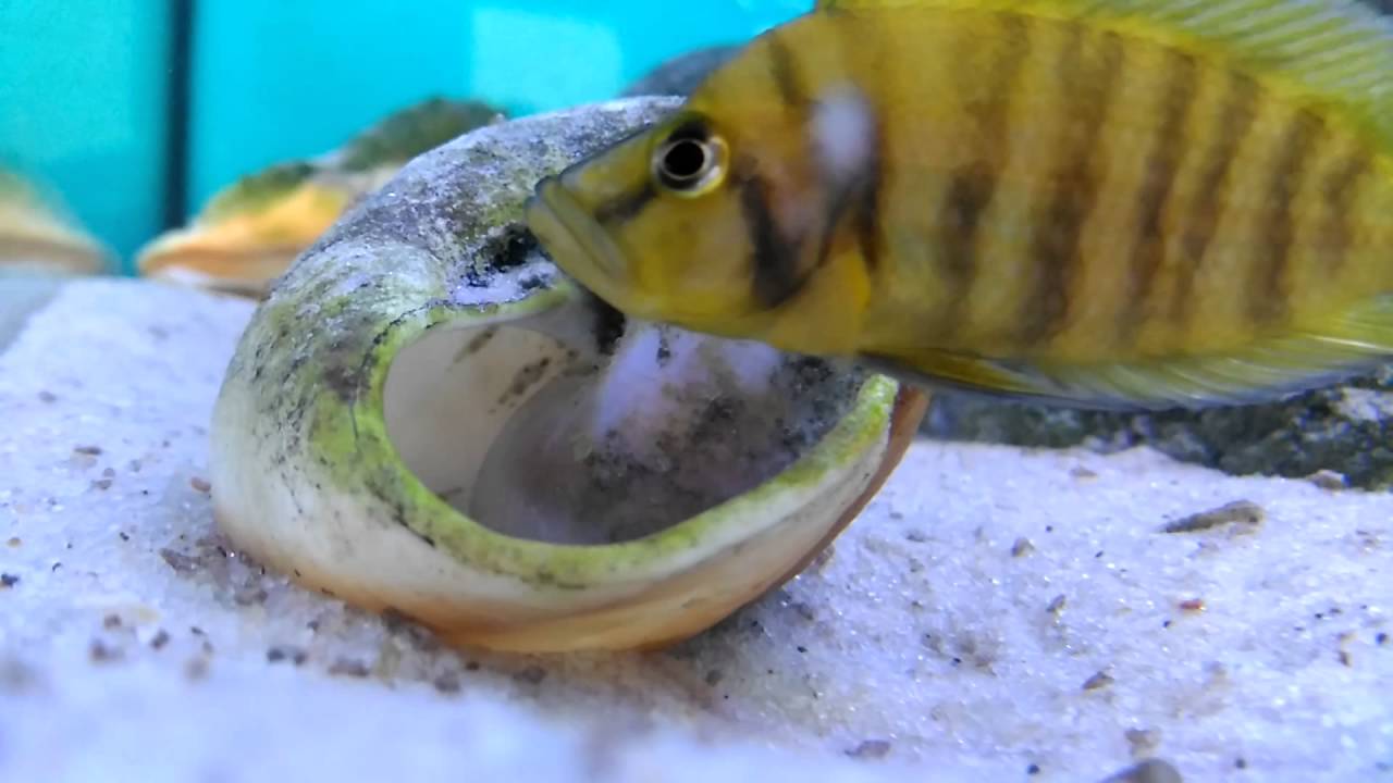 Altolamprologus compressiceps "Chaitika" , female & fry 2 - YouTube