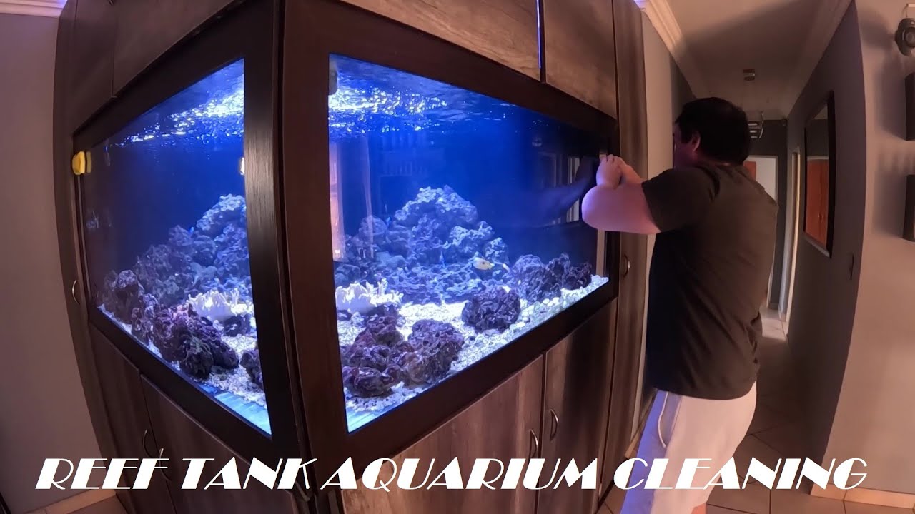 Marine Reef tank aquarium cleaning and water change - YouTube