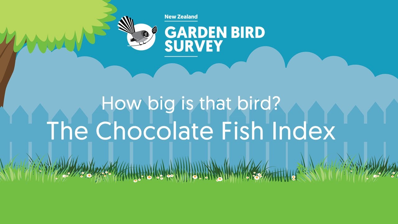 How big is that bird? The Chocolate Fish Index - YouTube