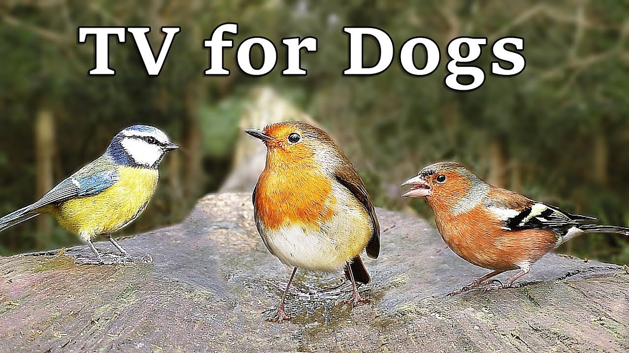 TV for Dogs - Calm Your Dog with 8 Hours of Birds in The Forest ~ Relax ...