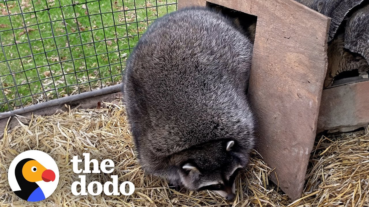 Obese Raccoons Go On A Diet — And It Works! | The Dodo - YouTube