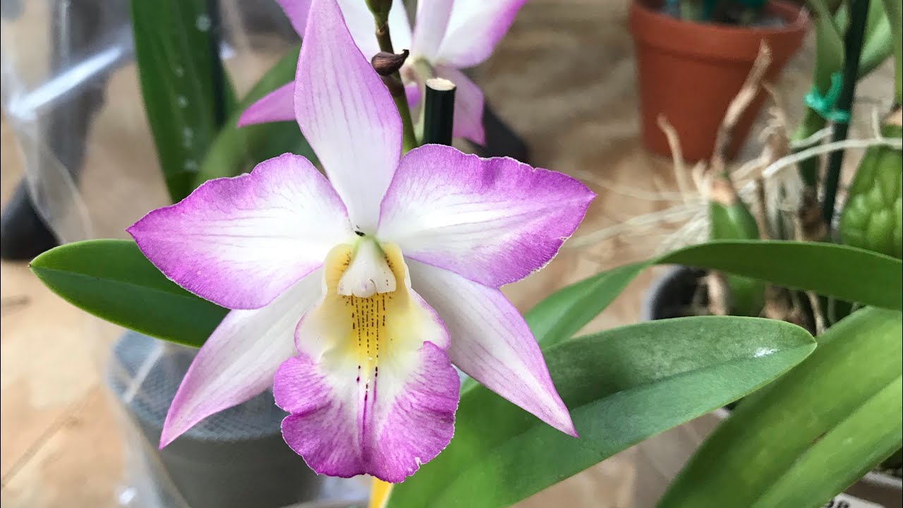 Lowe’s orchids : Enc. Cordigera & Iwanagara Apple Blossom - YouTube