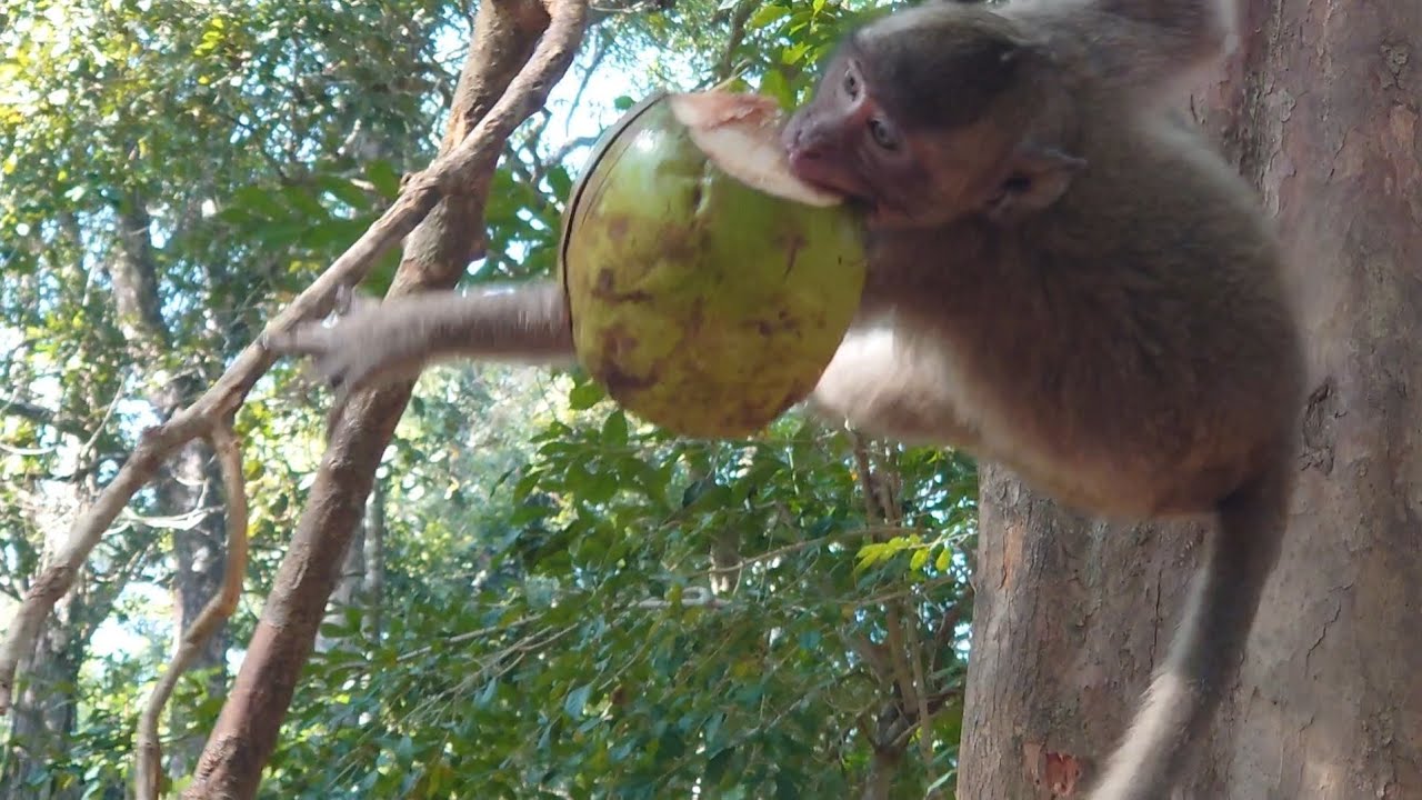 Jonna monkey really eat coconut fruit, First getting in mooning - YouTube