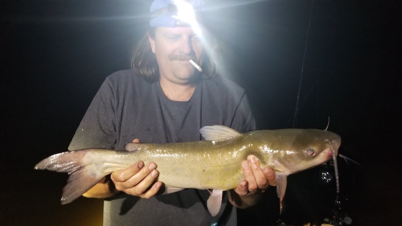 MAUMEE RIVER CHANNEL CATFISHING, Night Fishing Live Creek Chubs for Big ...