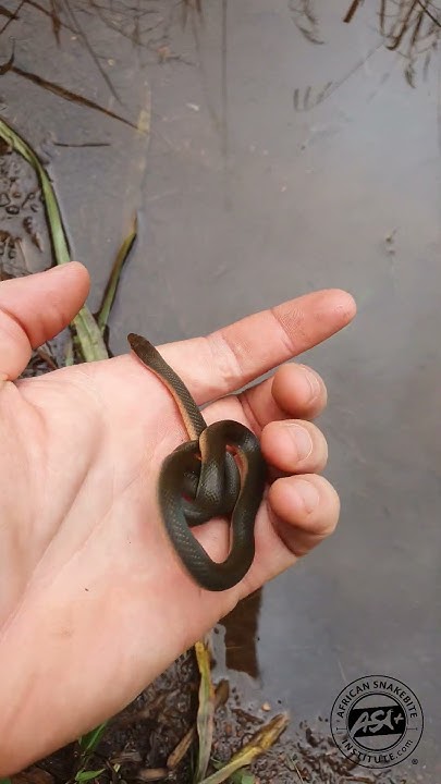 How well do snakes swim? - YouTube