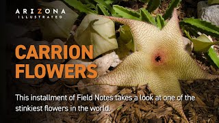 Field Notes: Carrion Flower