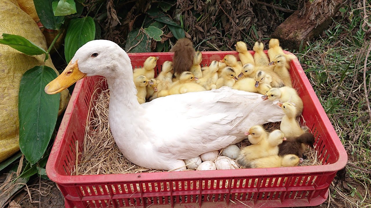 Amazing Pekin 40New Duckling Hatching From Eggs _ New Baby Duck after ...