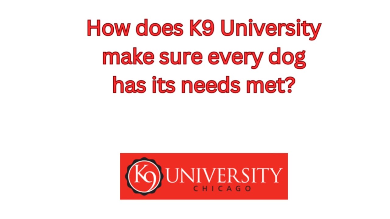 How K9 University Meets Every Dog’s Unique Needs | K9 University ...