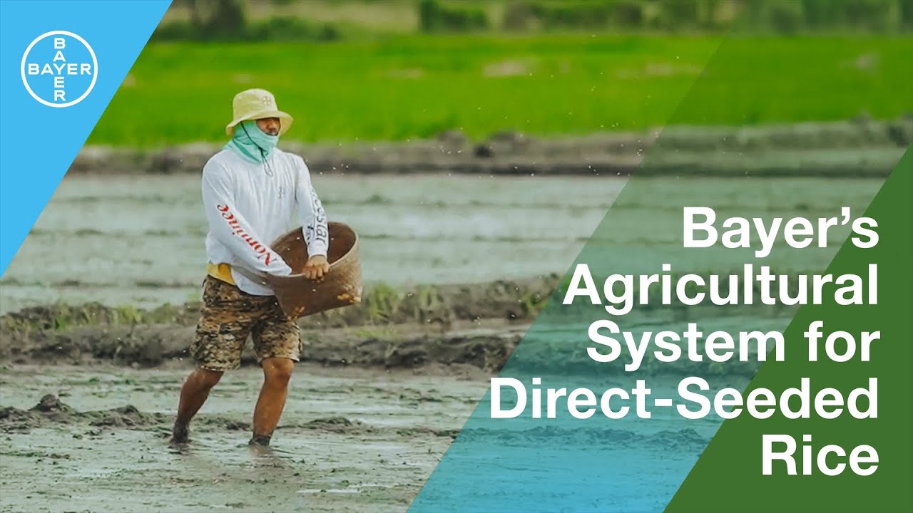 Bayer's Agricultural System for Direct Seeded Rice - YouTube