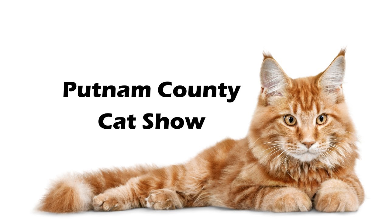 Putnam County Fair Cat Show Livestream - YouTube