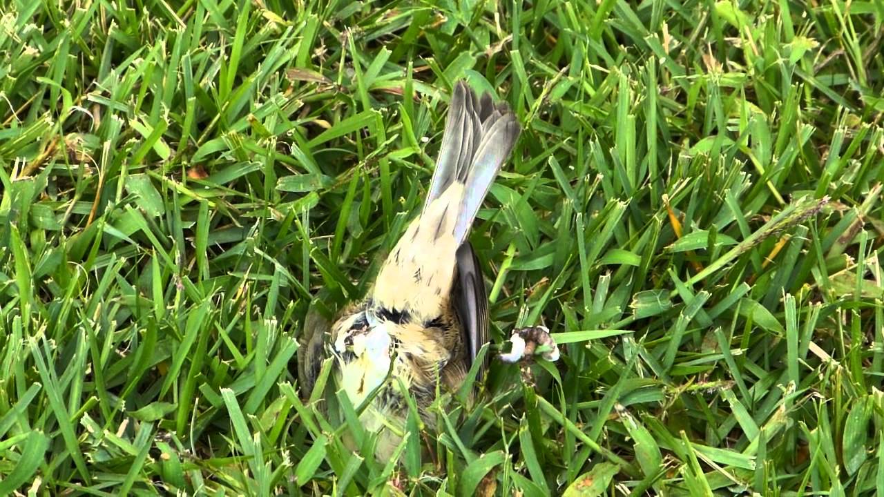 bird stuck head first in ground - YouTube