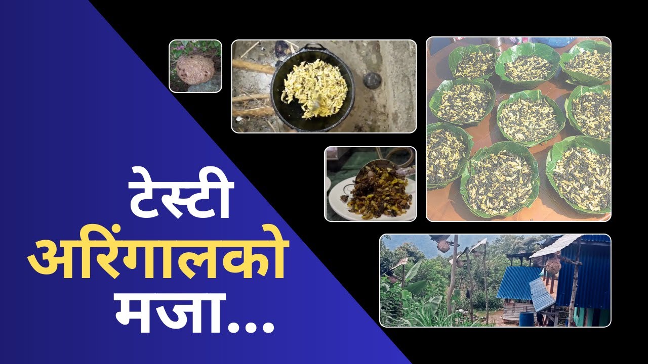 Aringal को सिजन अब अन्तिम | Aringal | Black Hornet Hunting | News ...