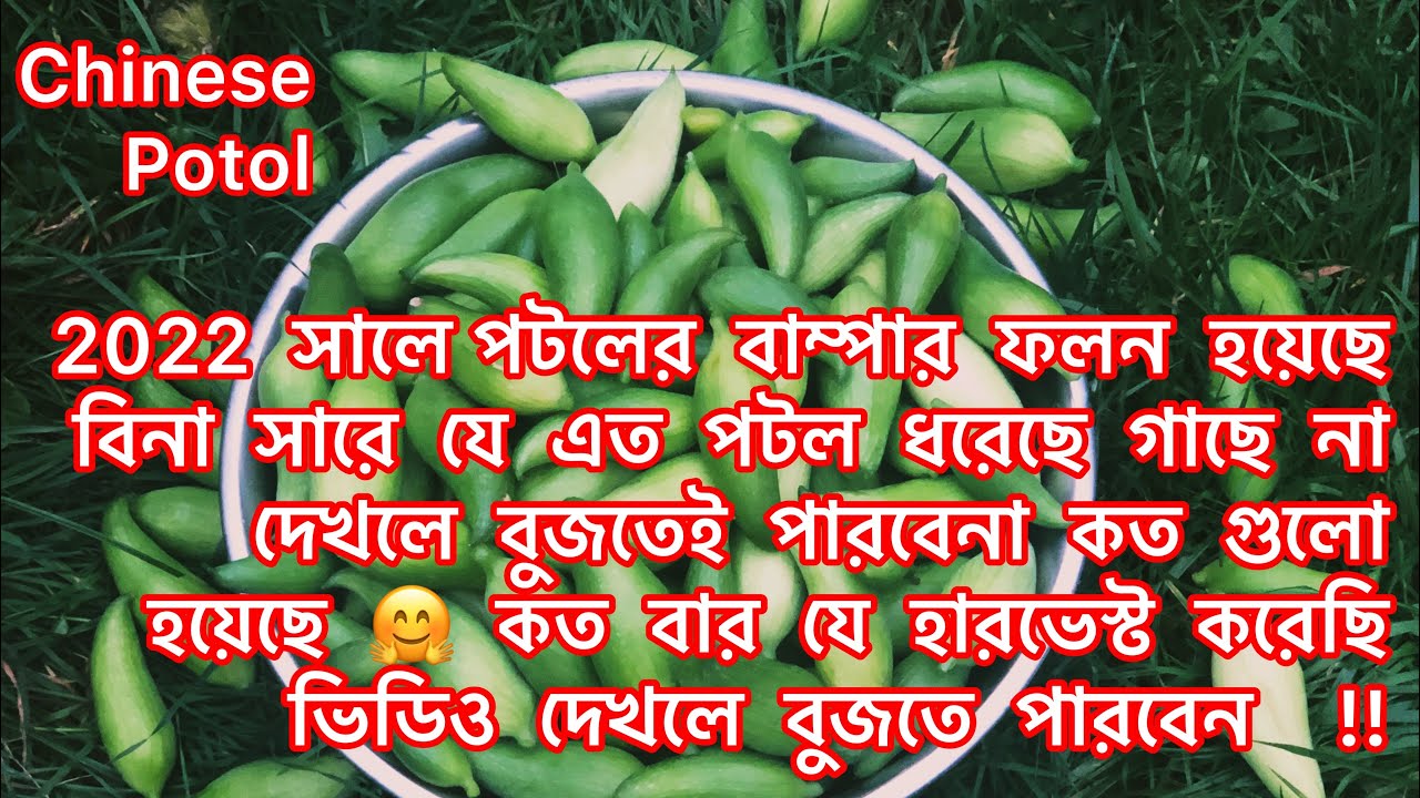 13th November 2022 বাগানের অবশিষ্ট সবজি চাইনিজ পটল তাই হারভেস্ট করে ...