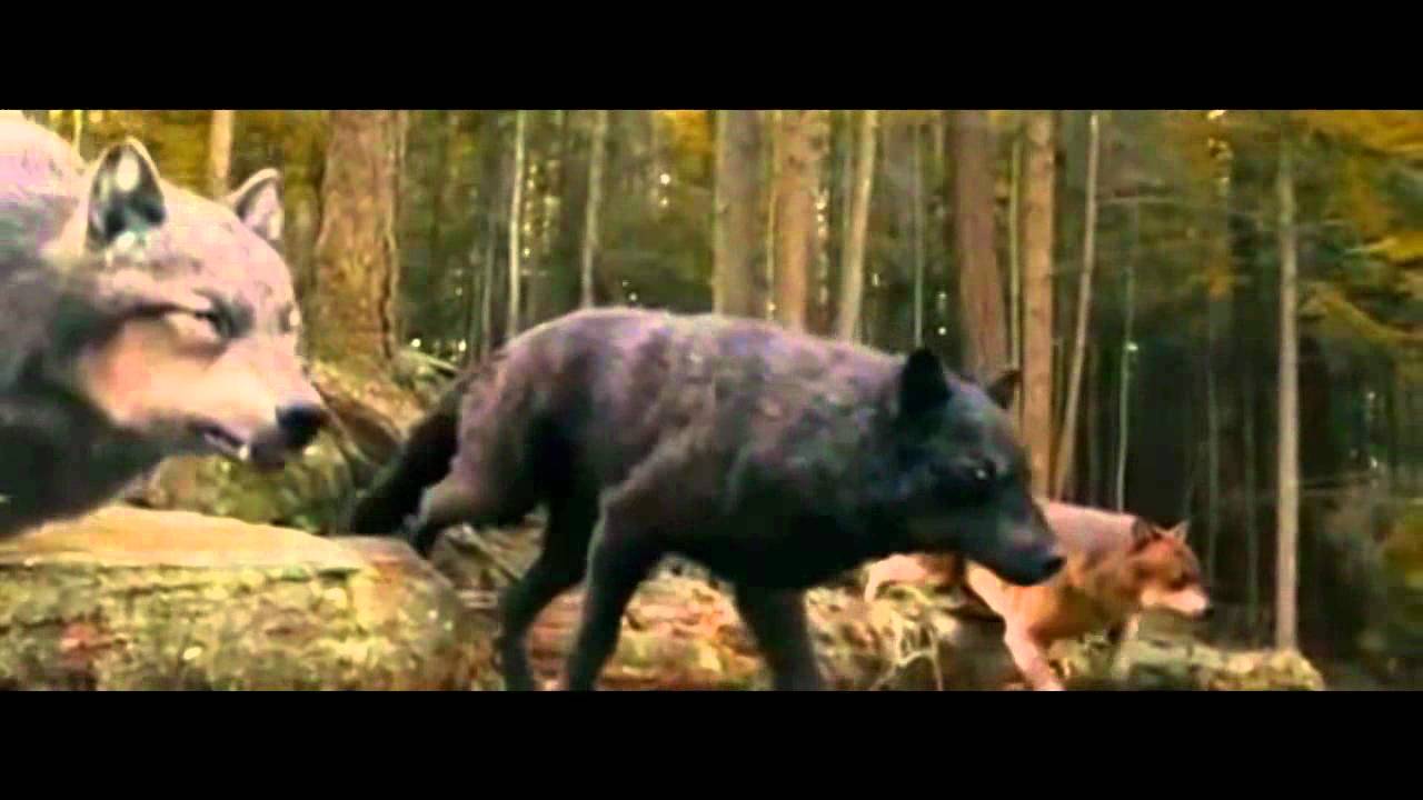 A Twilight Wolf Pack Tribute - YouTube
