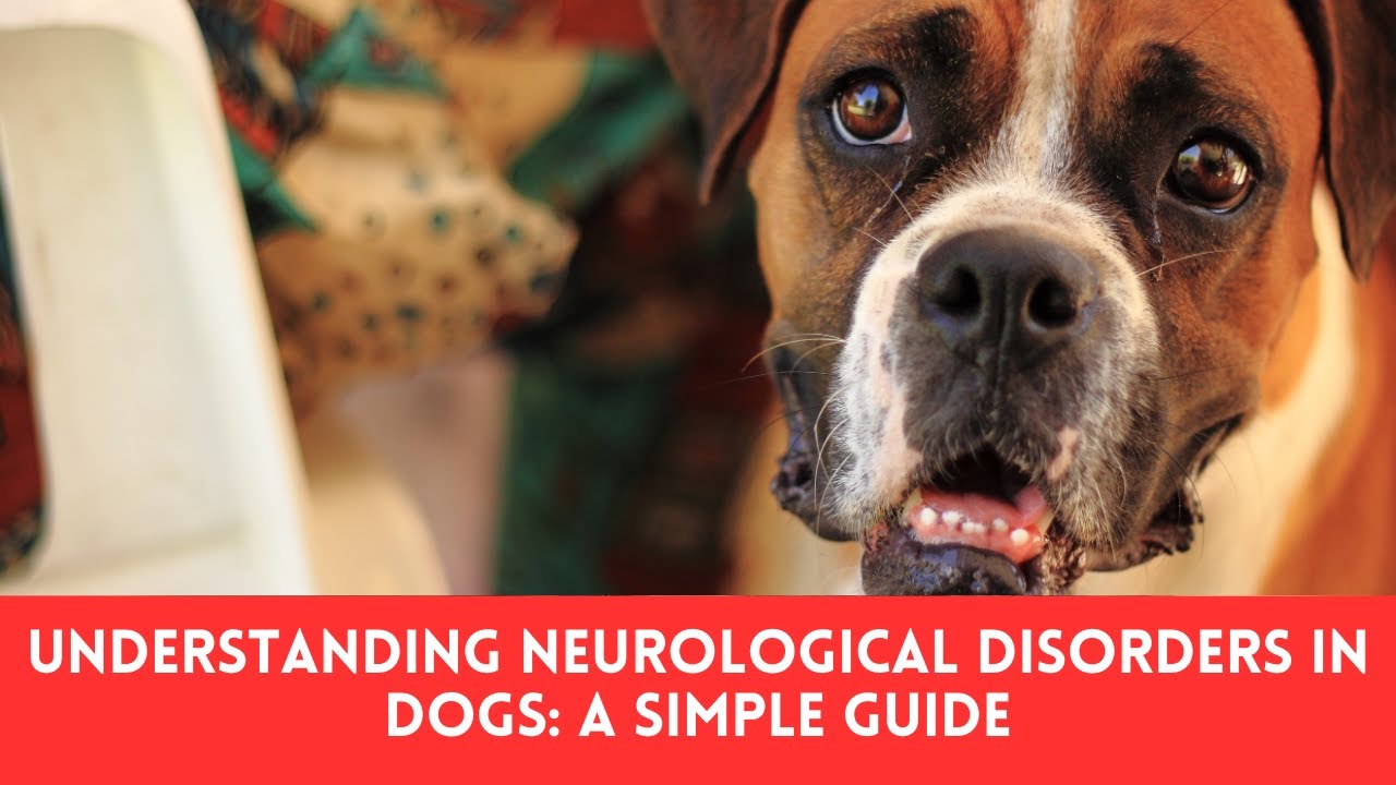 Understanding Neurological Disorders in Dogs - YouTube