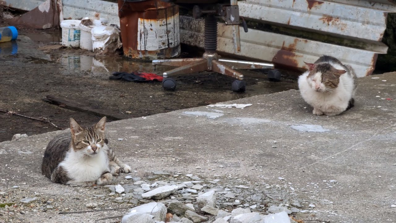 A male cat guards his female - YouTube