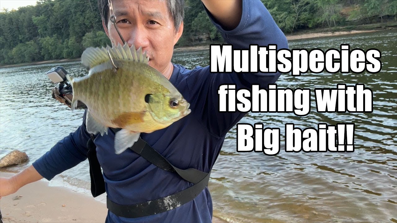Flathead, Sturgeon, Walleye, Multi-species fishing Wisconsin River with ...
