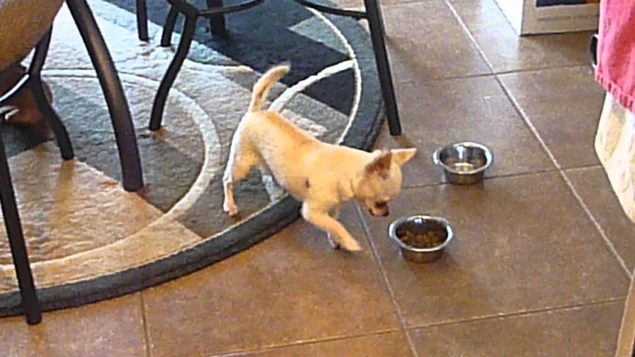 Gizmo plays his food new movements - YouTube