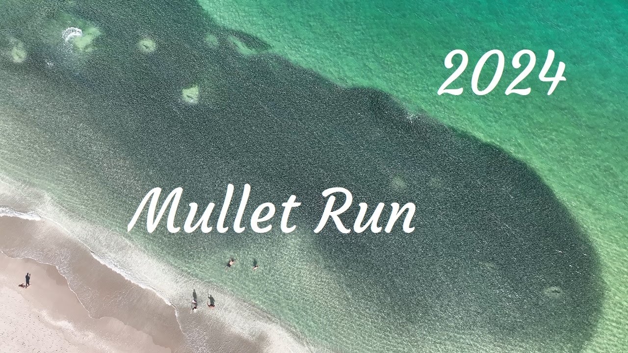 Mullet Run 2024 Sharks and Tarpon!!! - YouTube