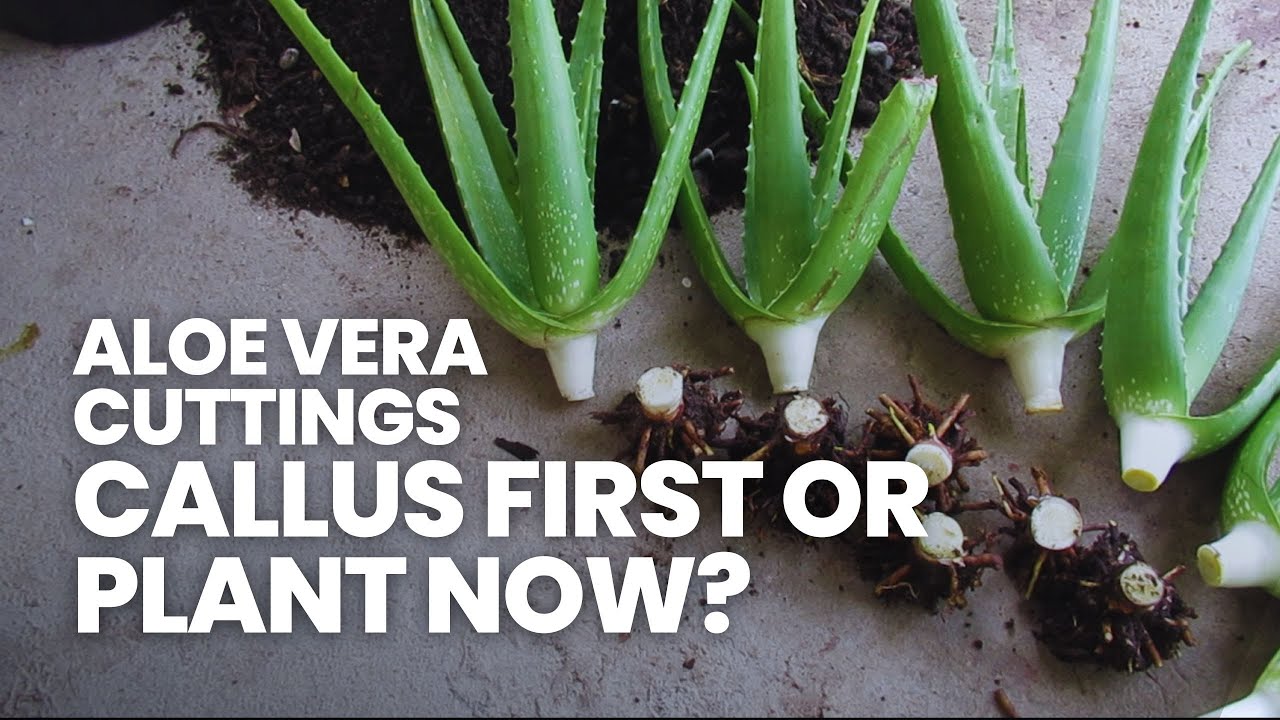 Do Aloe vera Cuttings Need To Callus or Dry Out Before Planting? - YouTube