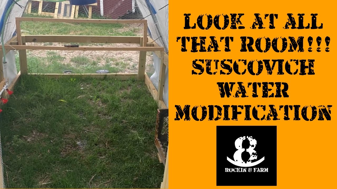 Keeping Chicken Water Cool In The Texas Summer | Suscovich Chicken ...