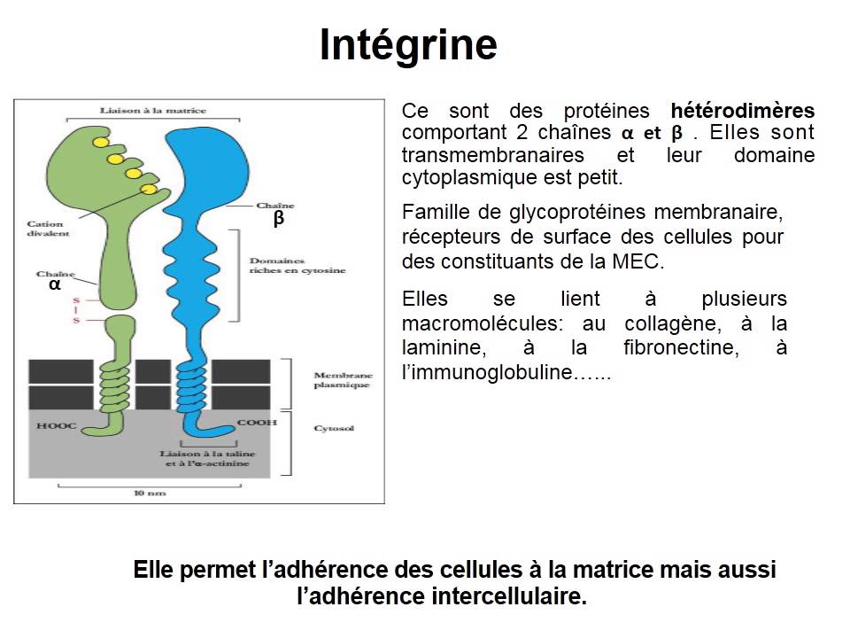 CYTOLOGIE L'ADHERENCE CELLULAIRE - YouTube