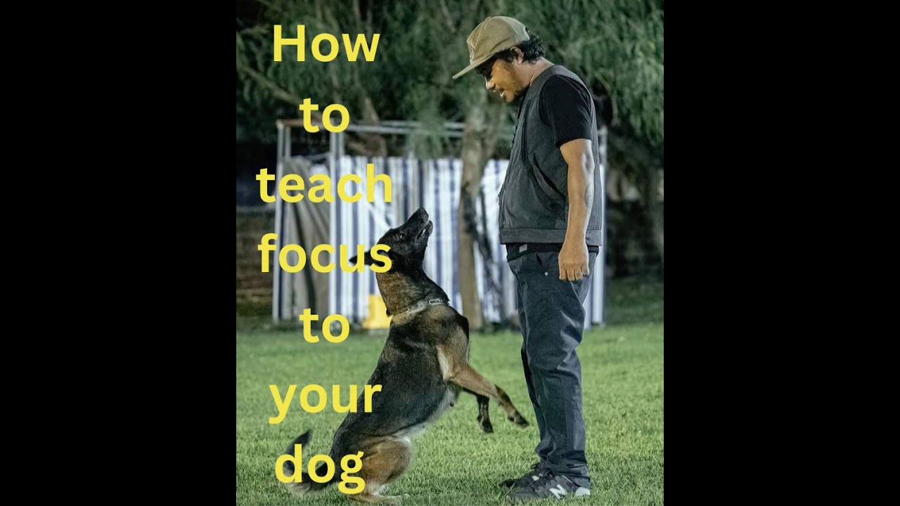 How to teach FOCUS and Engagement to your Dog. - YouTube