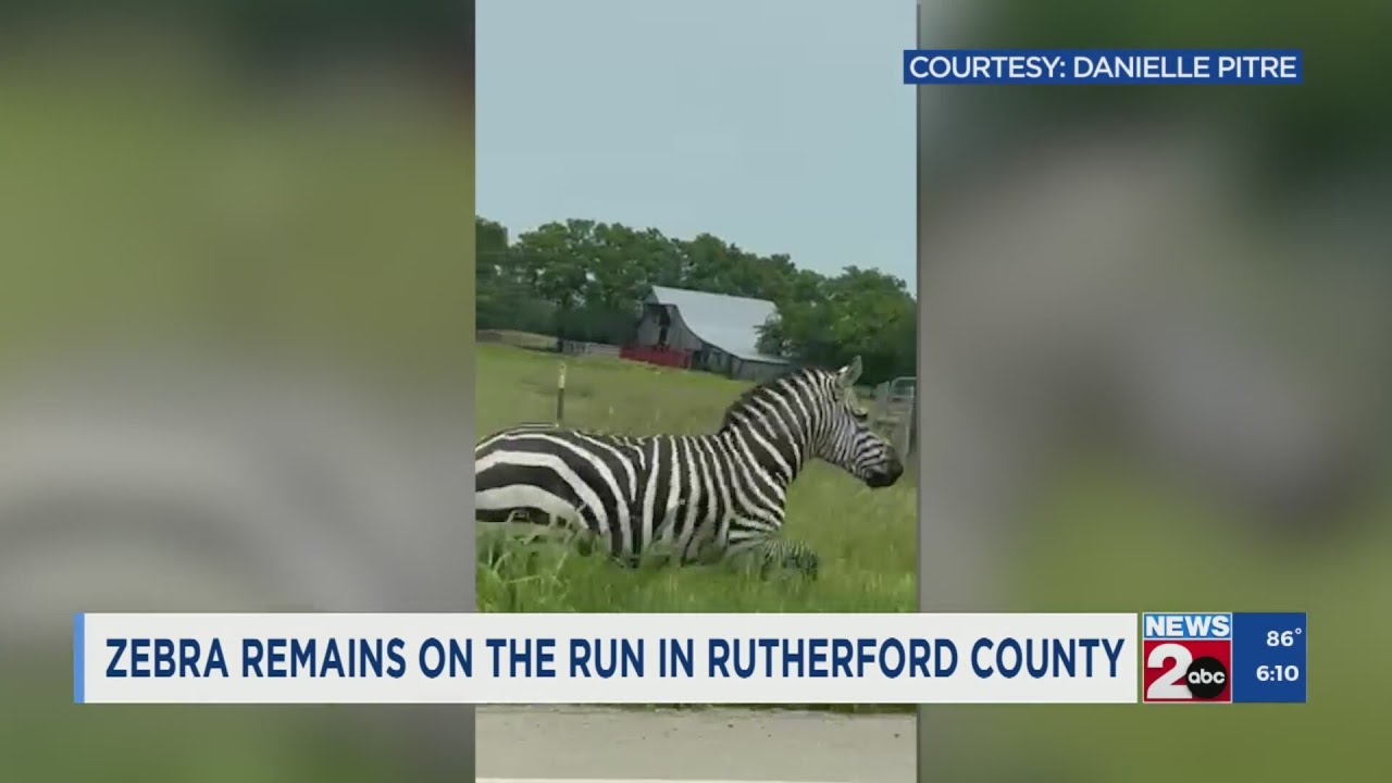 Zebra remains on the run in Rutherford County, TN - YouTube