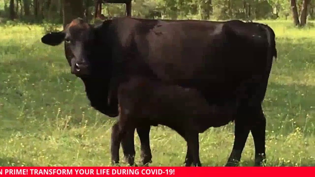 COUNTRY STAR SIMONE REYES TALKS: NEW DAY NEW CHEF, HIT VEGAN COOKING ...