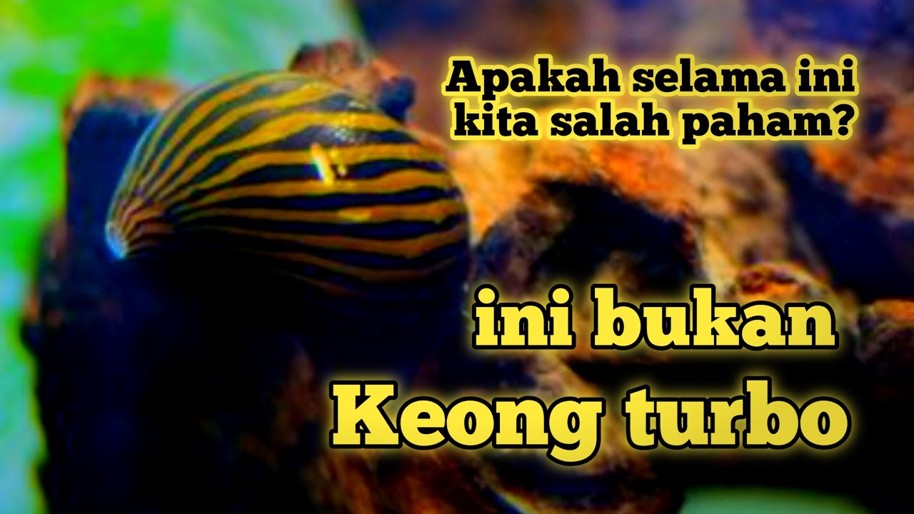 KESALAHPAHAMAN TENTANG KEONG / SIPUT TURBO AQUASCAPE || NERITE SNAIL ...