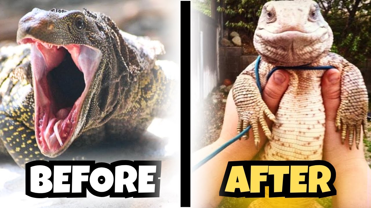 How to Train a Lizard (The EASY Way!) - YouTube