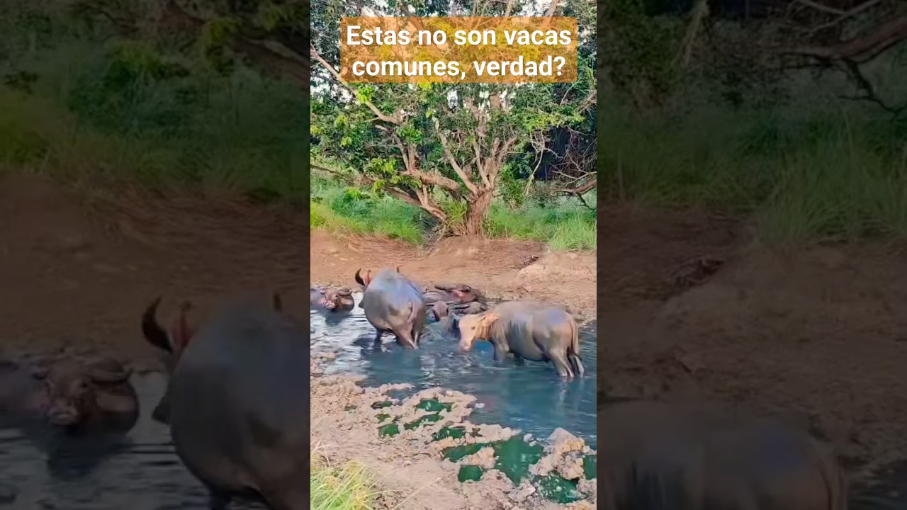 VACAS MUY EXTRAÑAS EN LA ZONA - YouTube