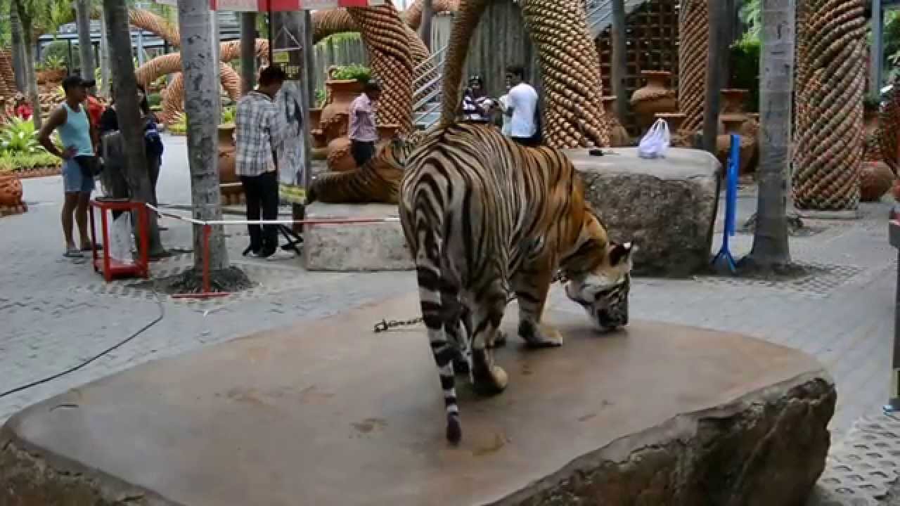 Transportation of a big tiger Перевозка большого тигра - YouTube