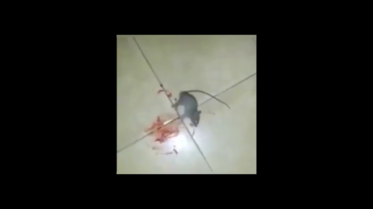 rat wakes up from the dead (meme) - YouTube