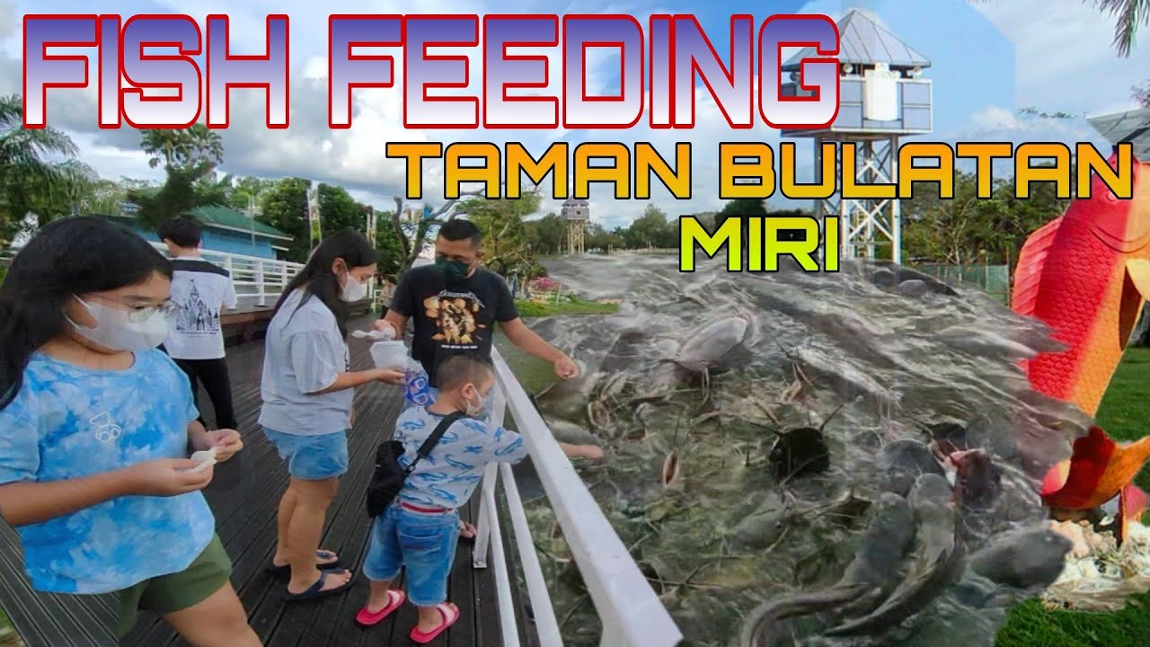 Cayson feeds the fish at Taman Bulatan Miri - YouTube